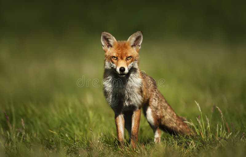 Close Up of a Red Fox Standing in Green Grass Stock Photo - Image of ...
