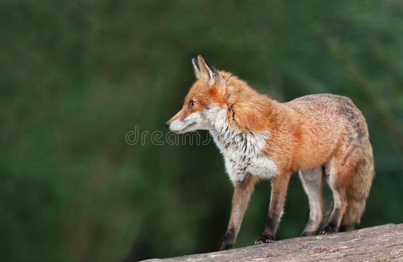 Close Up of a Red Fox Standing on a Log Stock Image - Image of ...