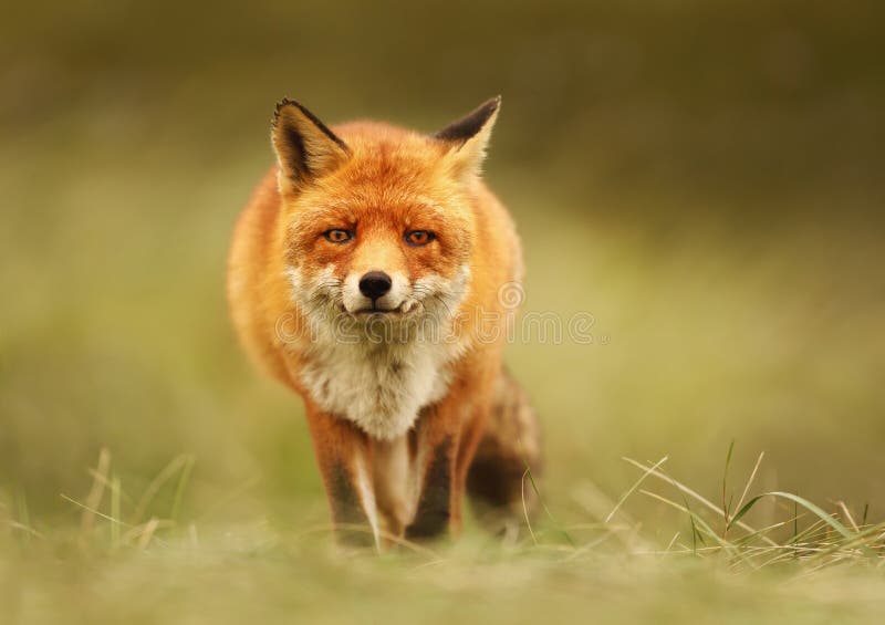 Close Up of a Red Fox Standing in Meadow Stock Image - Image of dunes ...
