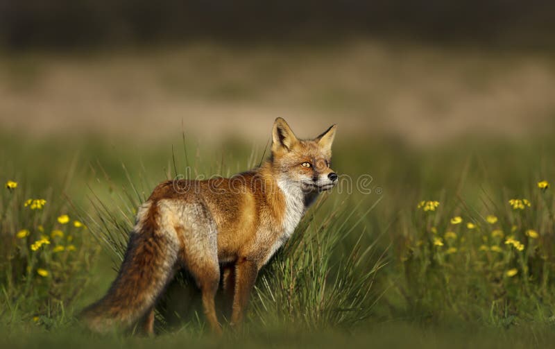 Close Up of a Red Fox Standing in the Meadow Stock Photo - Image of ...