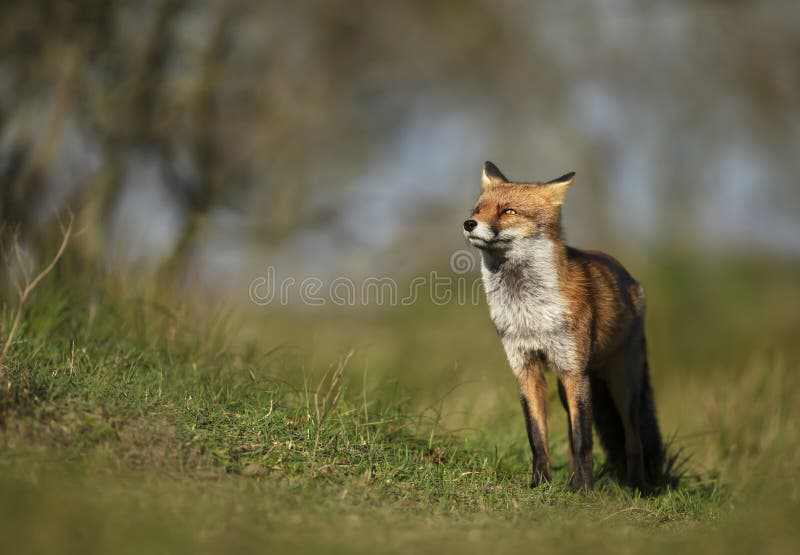Close Up of a Red Fox Standing in the Meadow Stock Image - Image of ...