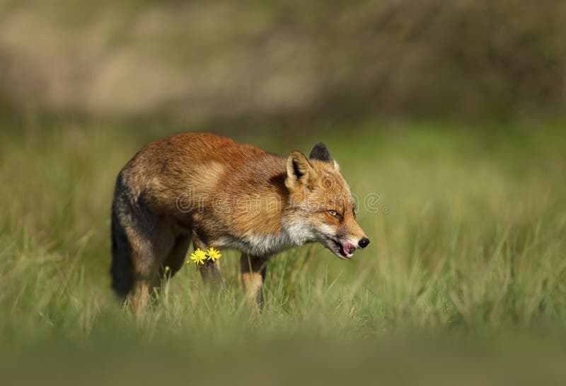 Close Up of a Red Fox Standing in the Meadow Stock Image - Image of ...