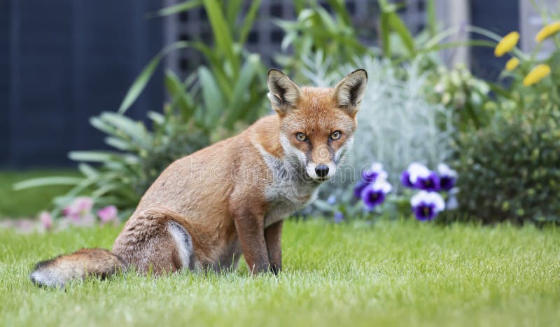 Close Up of a Red Fox in Summer Stock Photo - Image of animal, adult ...