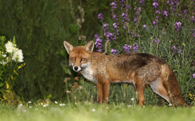 Close Up of a Red Fox in Summer Stock Photo - Image of behaviour, eyes ...