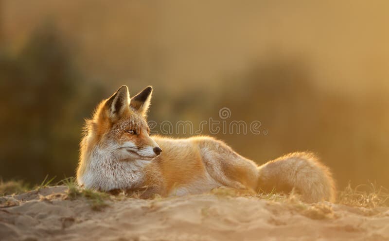 Close-up of a Red Fox at Sunset Stock Image - Image of relax, outdoor ...