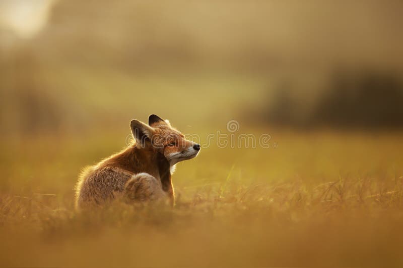 Close-up of a Red Fox at Sunset Stock Photo - Image of isolated ...