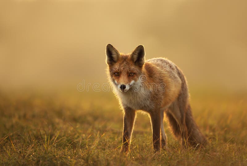 Close-up of a Red Fox at Sunset Stock Photo - Image of habitat, fall ...