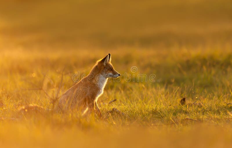 Close-up of a Red Fox at Sunset Stock Photo - Image of british ...