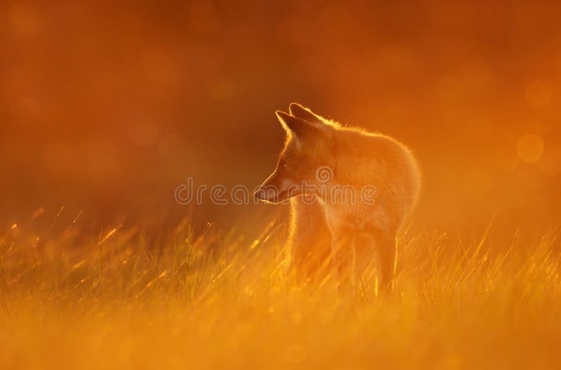 Close Up of a Red Fox at Sunset Stock Photo - Image of nature ...