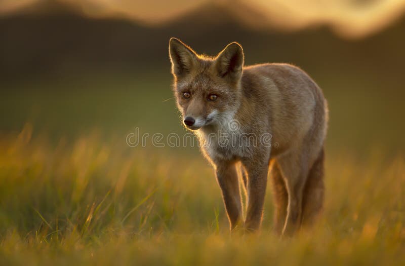 Close Up of a Red Fox at Sunset Stock Image - Image of behavior, fall ...