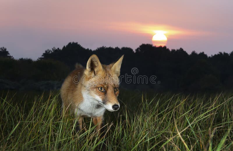 Close Up of a Red Fox at Sunset Stock Photo - Image of carnivore, grass ...