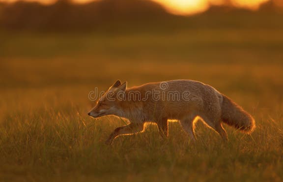 Close Up of a Red Fox at Sunset Stock Image - Image of mammal, autumn ...