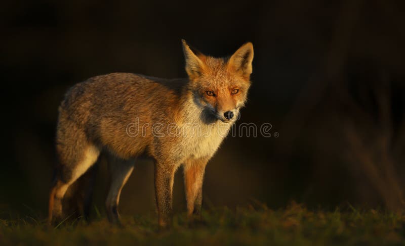 Close Up of a Red Fox at Sunset Stock Image - Image of habitat, foxes ...