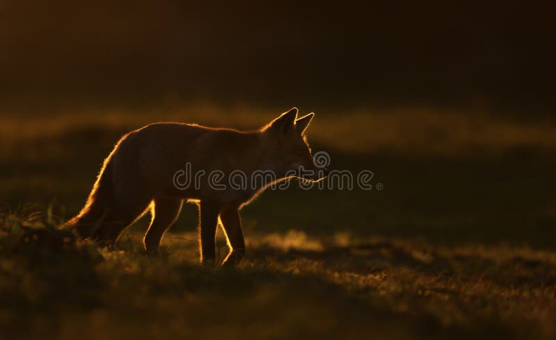 Close Up of a Red Fox at Sunset Stock Photo - Image of standing ...