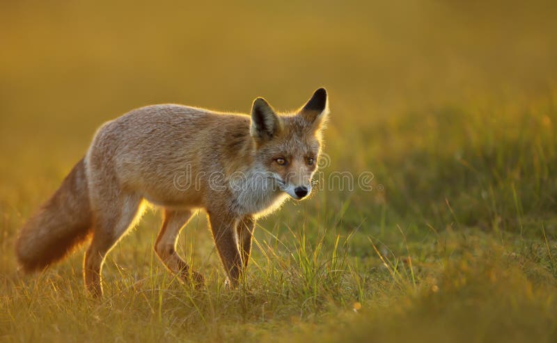 Close Up of a Red Fox at Sunset Stock Photo - Image of hour, sunny ...