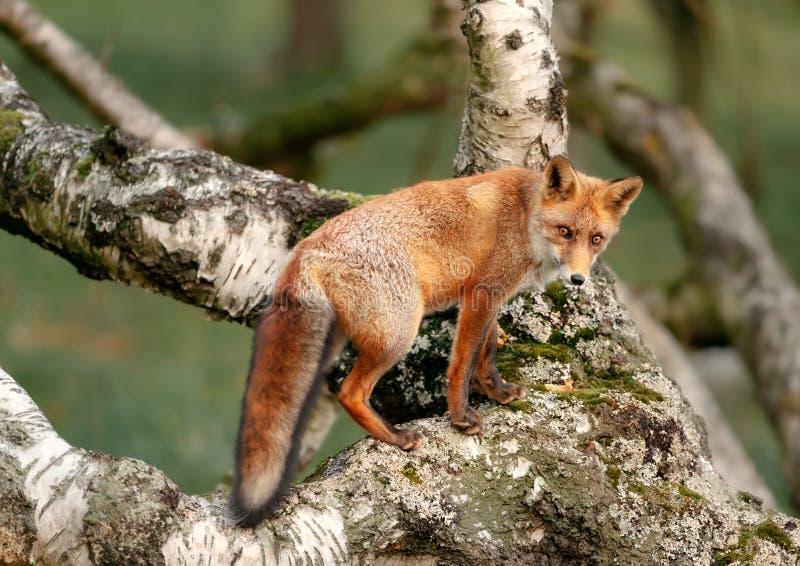 Close Up of a Red Fox in a Tree Stock Image - Image of tree, climb ...