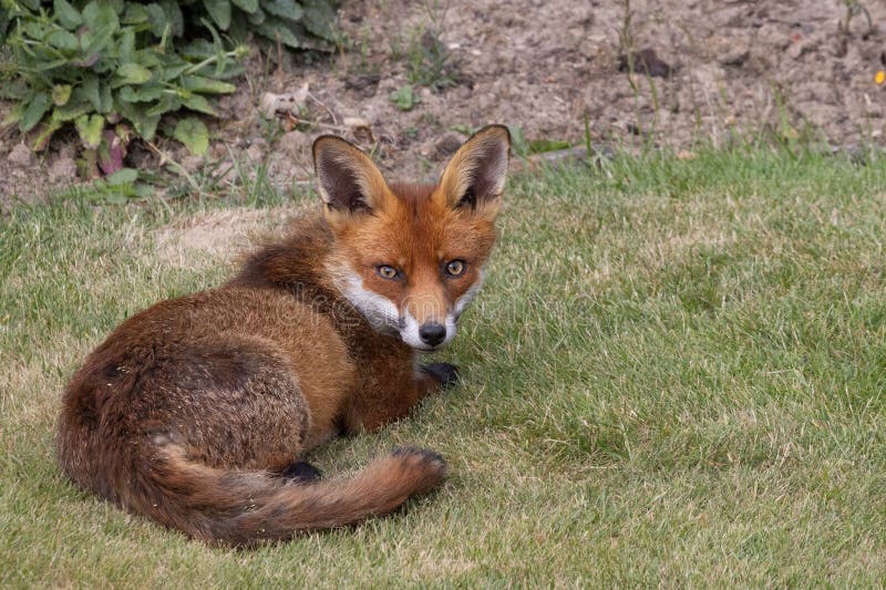Close-up of a Red Fox, Vulpes Vulpes, in an English Garden Stock Photo ...