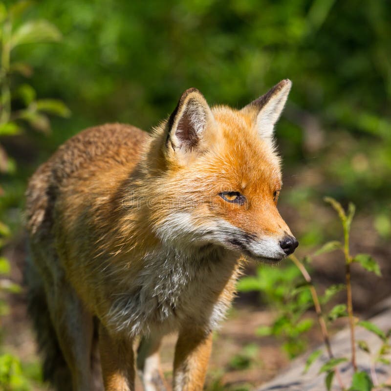 Close-up Red Fox Vulpes Standing in Sunlight Stock Image - Image of ...