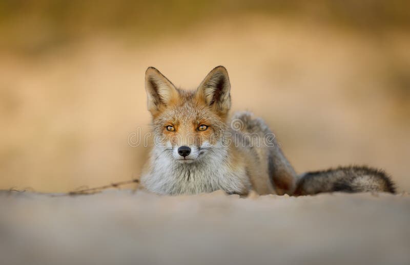 Close Up of a Red Fox at Sunset Stock Image - Image of sand, habitat ...
