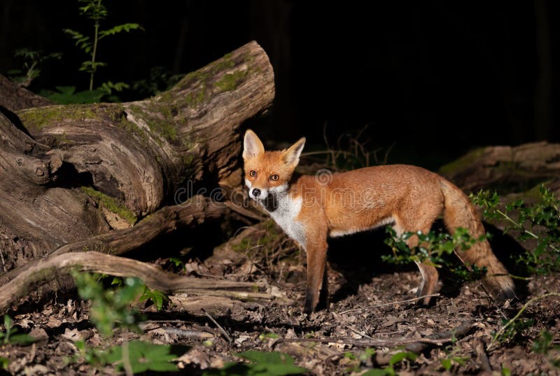 Close Up of a Red Fox in a Forest Stock Image - Image of outdoors, land ...