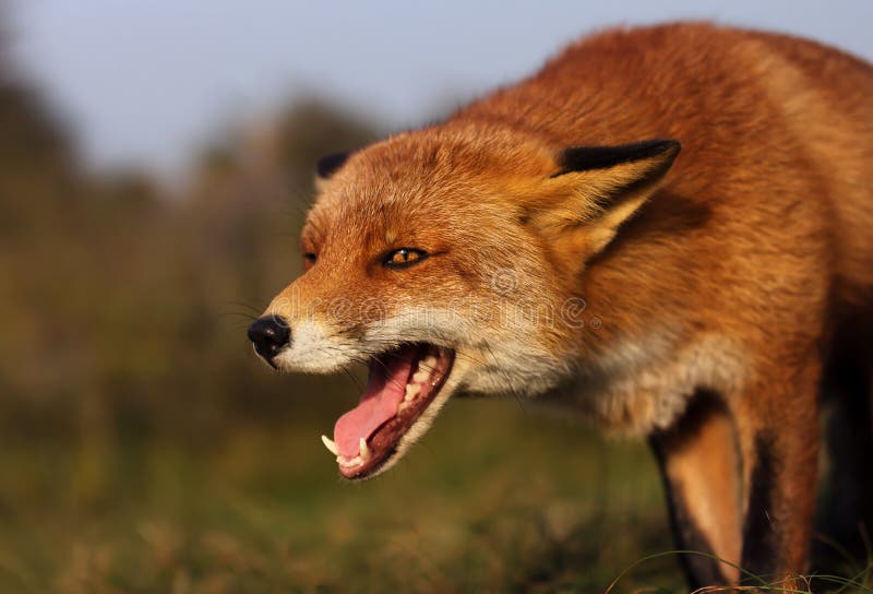 Close Up of a Red Fox in the Meadow Stock Photo - Image of meadow ...