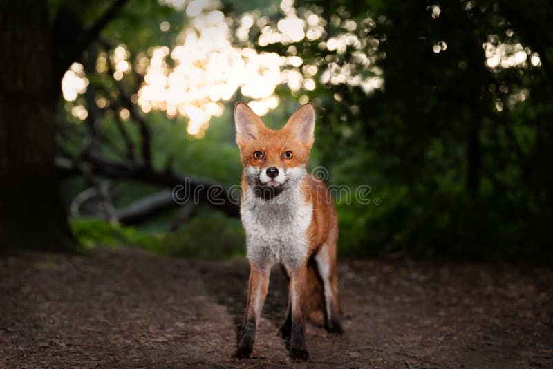 Close Up of a Red Fox Standing in Forest Stock Image - Image of nature ...