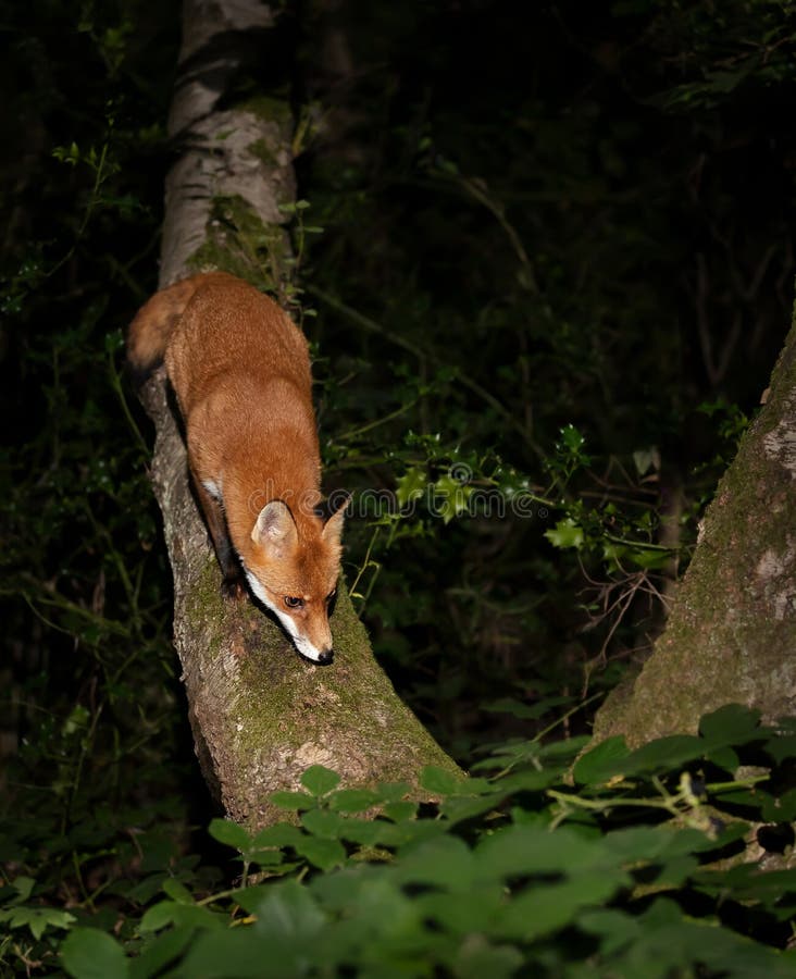 Red Fox on a Tree Trunk at Night in a Forest Stock Image - Image of ...