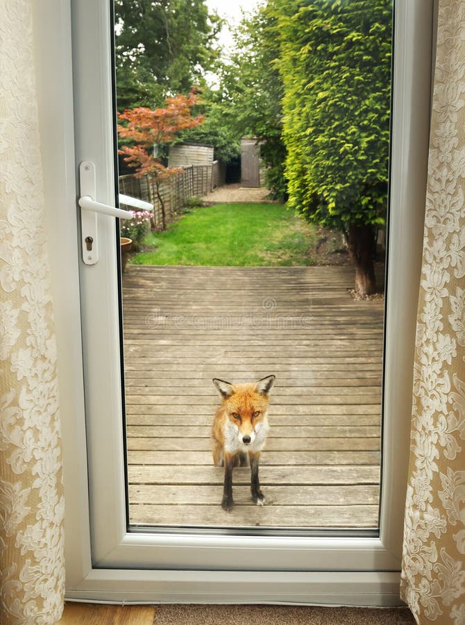 Close Up of a Red Fox Watching through the Window Stock Photo - Image ...