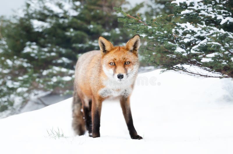 Close-up of a Red Fox in Winter Stock Image - Image of season, habitat ...