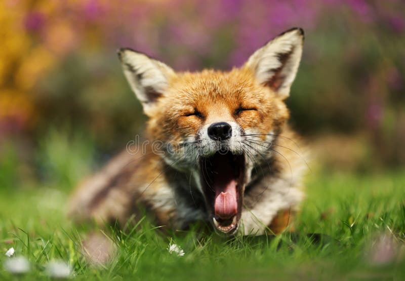 Close Up of a Red Fox Yawning Stock Photo - Image of funny, head: 140207428