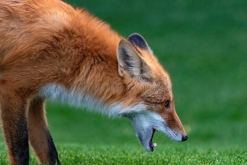Close Up Red Fox Yukon Canada Stock Photo - Image of canadian ...