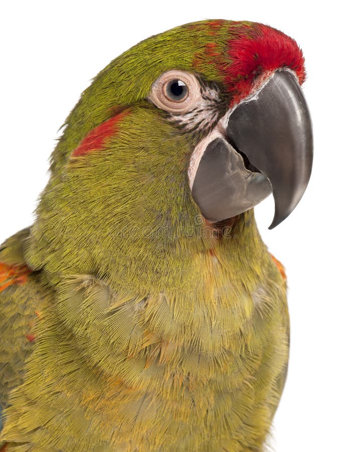 268 Red Macaw Bird Front View Stock Photos - Free & Royalty-Free Stock ...