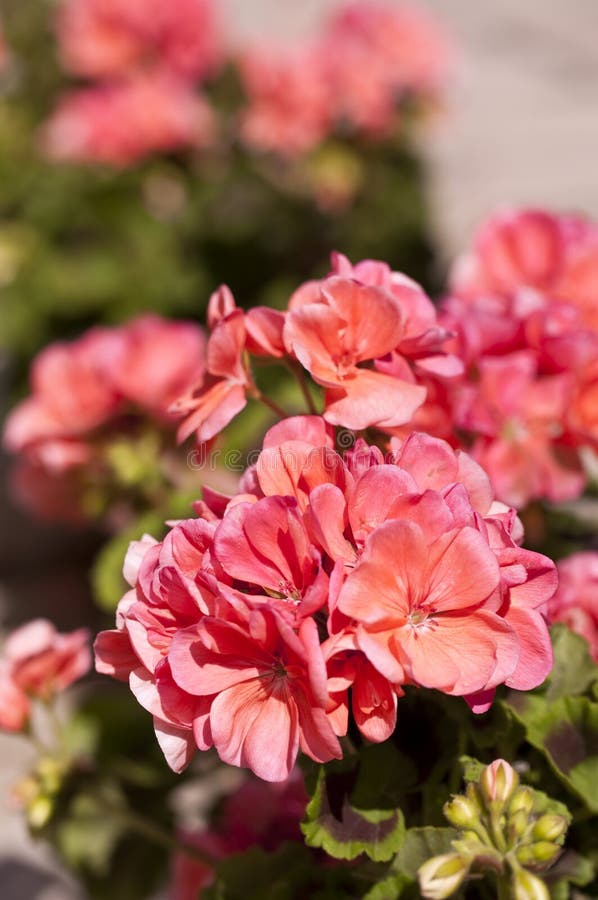 Close-up of geranium stock image. Image of flowers, plant - 5362751