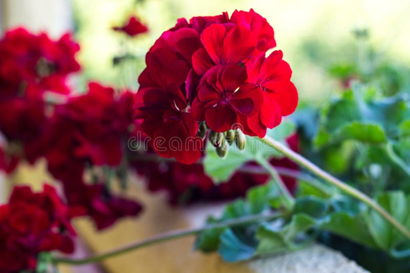 Red Geraniums with Clusters of Unopened Flowers Stock Photo - Image of ...