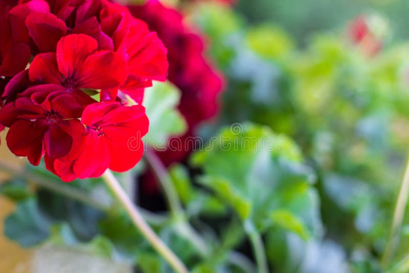 Red Geraniums with Clusters of Unopened Flowers Stock Image - Image of ...