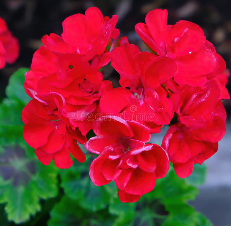 Close Up of Red Geraniums Created Using Generative Ai Technology Stock ...