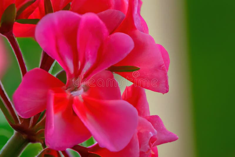Close Up of Red Geraniums Created Using Generative Ai Technology Stock ...