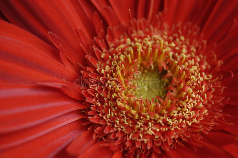 Close Up of a Red Gerber Daisy and Disk Stock Image - Image of daisy ...