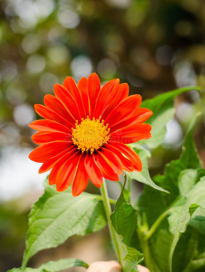 Red gerbera stock image. Image of plant, single, natural - 30247313
