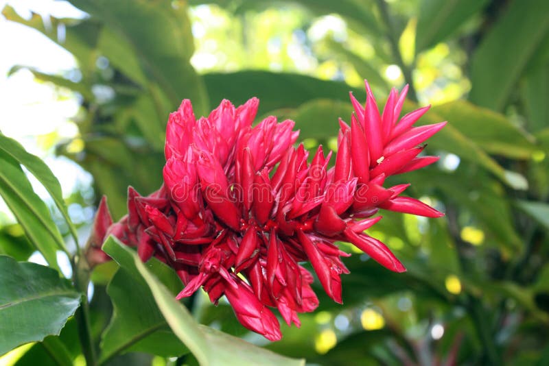 Close Up of a Red Ginger Flower in a Rainforest in Hawaii Stock Image ...