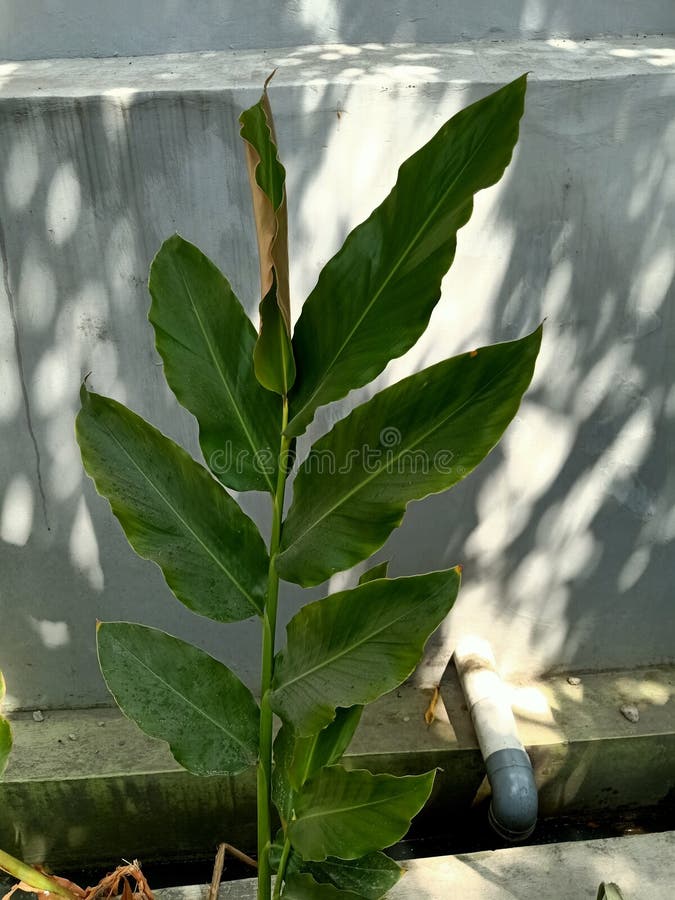Close Up of Red Ginger Plant Stock Photo - Image of pink, alpinia ...