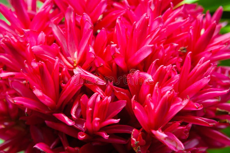 Close-up of red ginger stock image. Image of botany, blossom - 53795771
