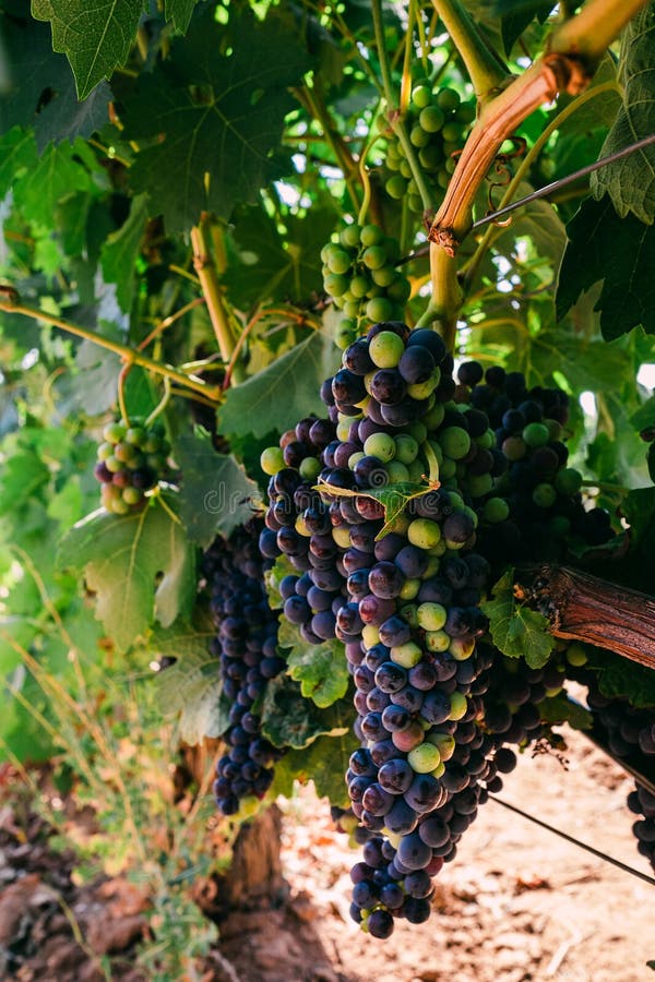 Close Up of Red Grape Bunch on Grapevine Stock Photo - Image of ...