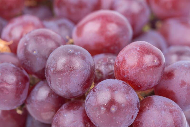 Close up red grapes stock photo. Image of plant, group - 86137464