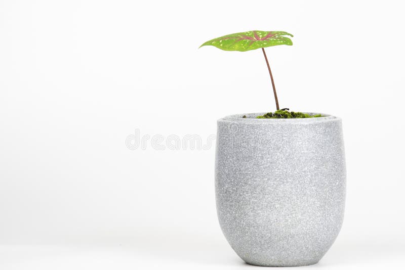 Red and Green Heart-shaped Leaf in Pot on White Background Stock Photo ...