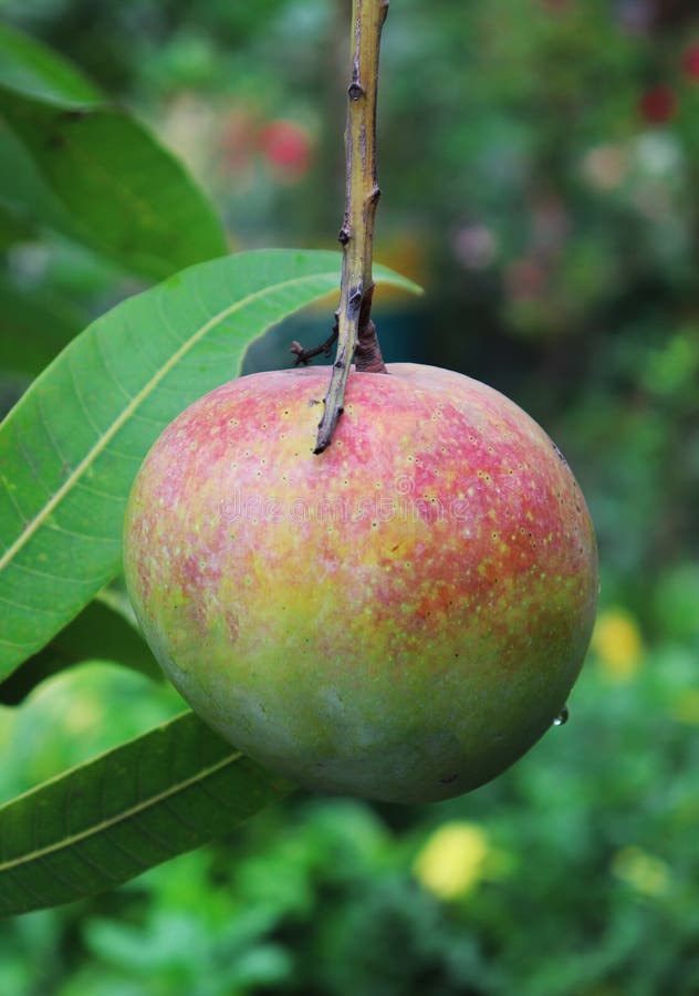 Close Up Red Green Mango Fruit on a Mango Tree Stock Image - Image of ...