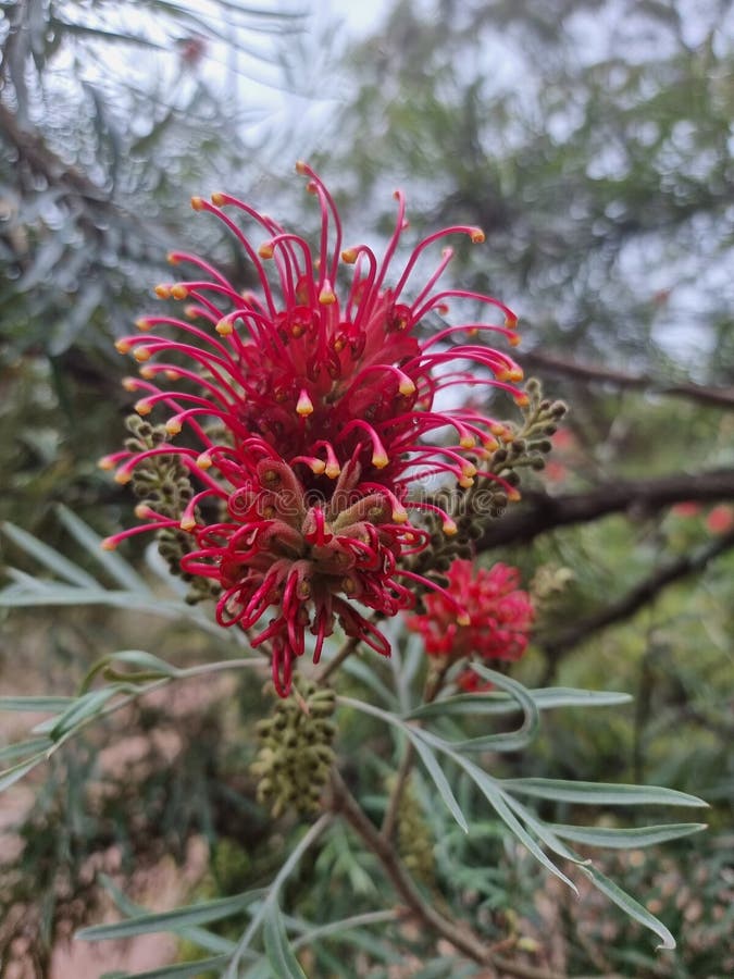 Close-up of a Red Grevillea in Bloom Stock Image - Image of australian ...