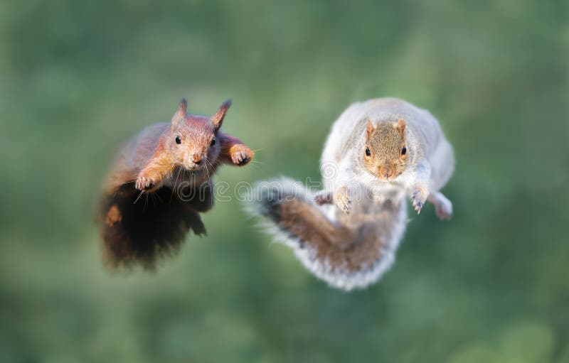 Close-up of Red and Grey Squirrels Jumping Stock Photo - Image of shot ...