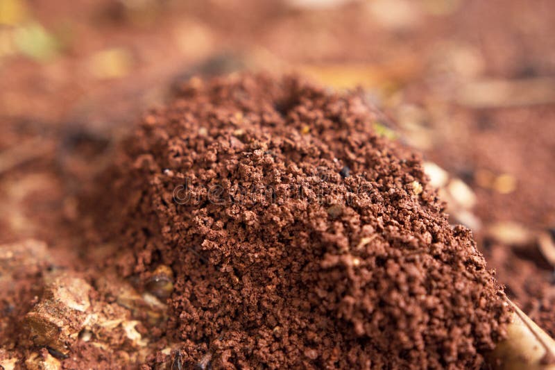 Close Up of a Red Ground Anthill Stock Image - Image of macro, soil ...