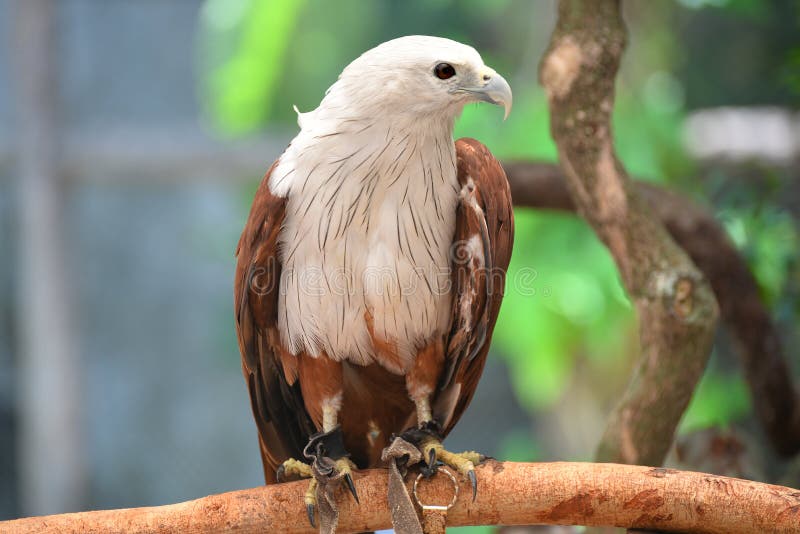 Close up red Hawk stock photo. Image of flight, falconry - 45893396